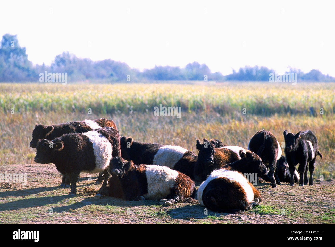 Belted galloways herd hi-res stock photography and images - Alamy