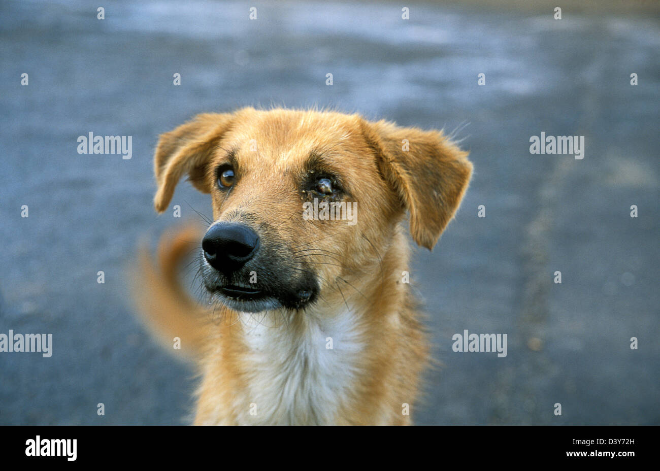 diseased stray dog wandering on streets (USA Stock Photo - Alamy