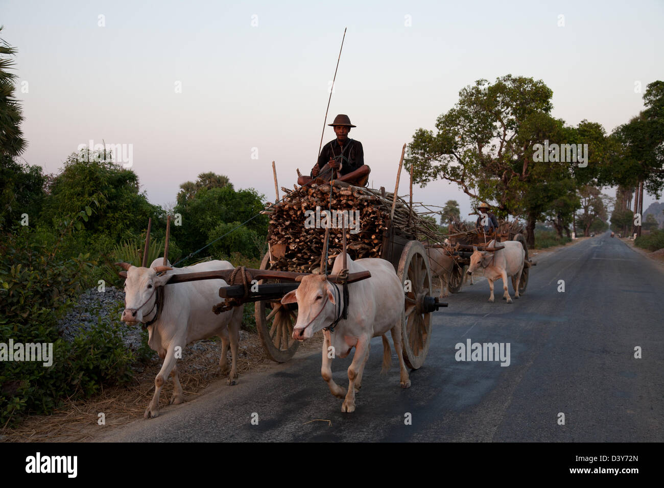 Oxes on road hi-res stock photography and images - Alamy