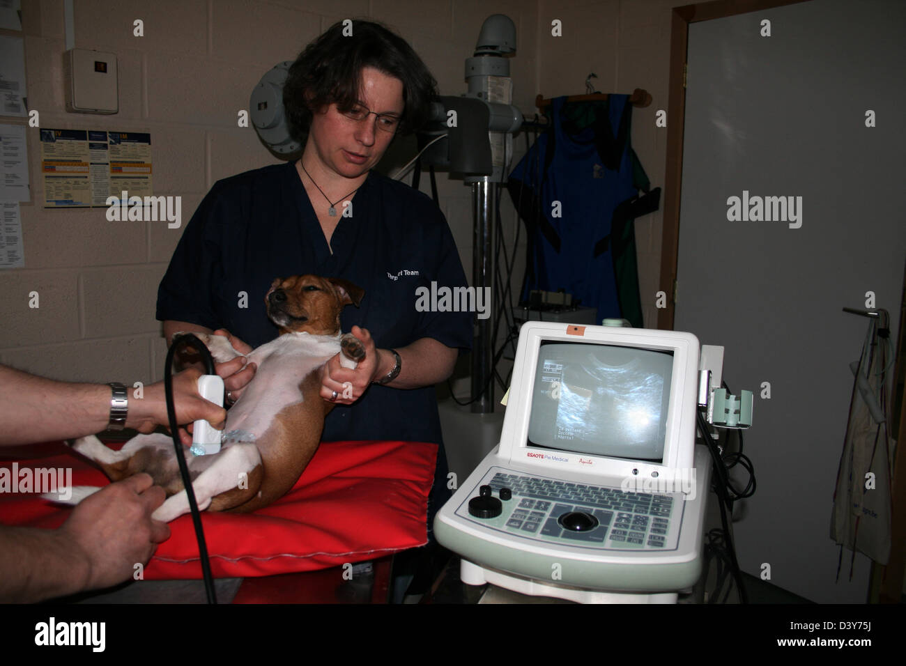 Veterinarian assistant ultrasound hi-res stock photography and images ...