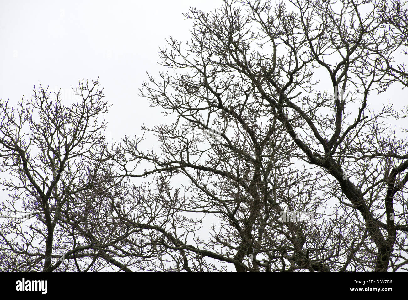 Quercus oak robur hard wood hi-res stock photography and images - Alamy