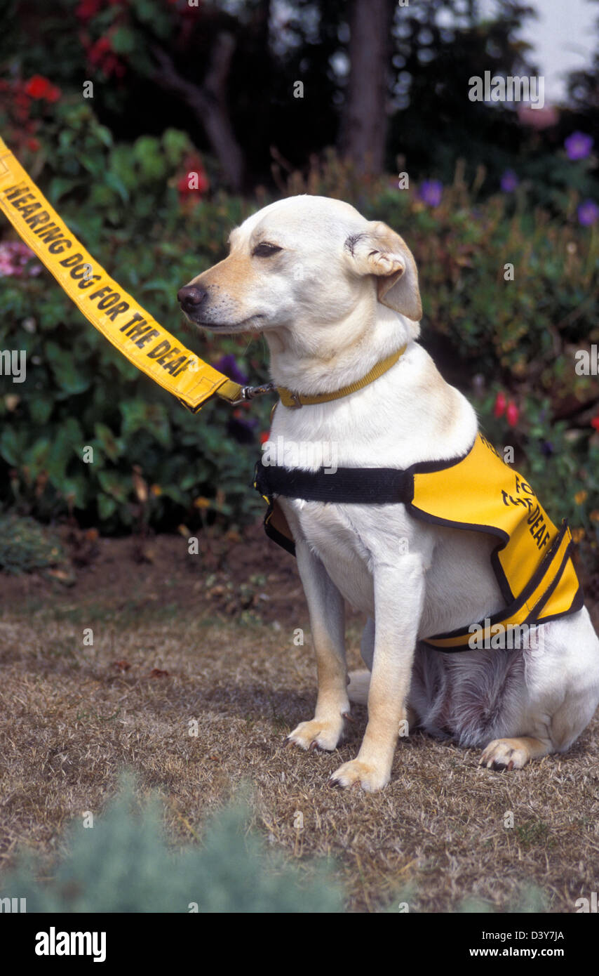 hearing dog for the deaf Stock Photo - Alamy