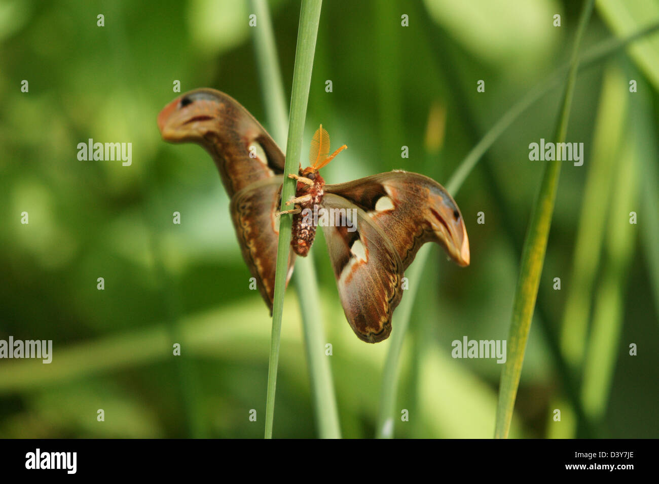 Very large moth hi-res stock photography and images - Alamy
