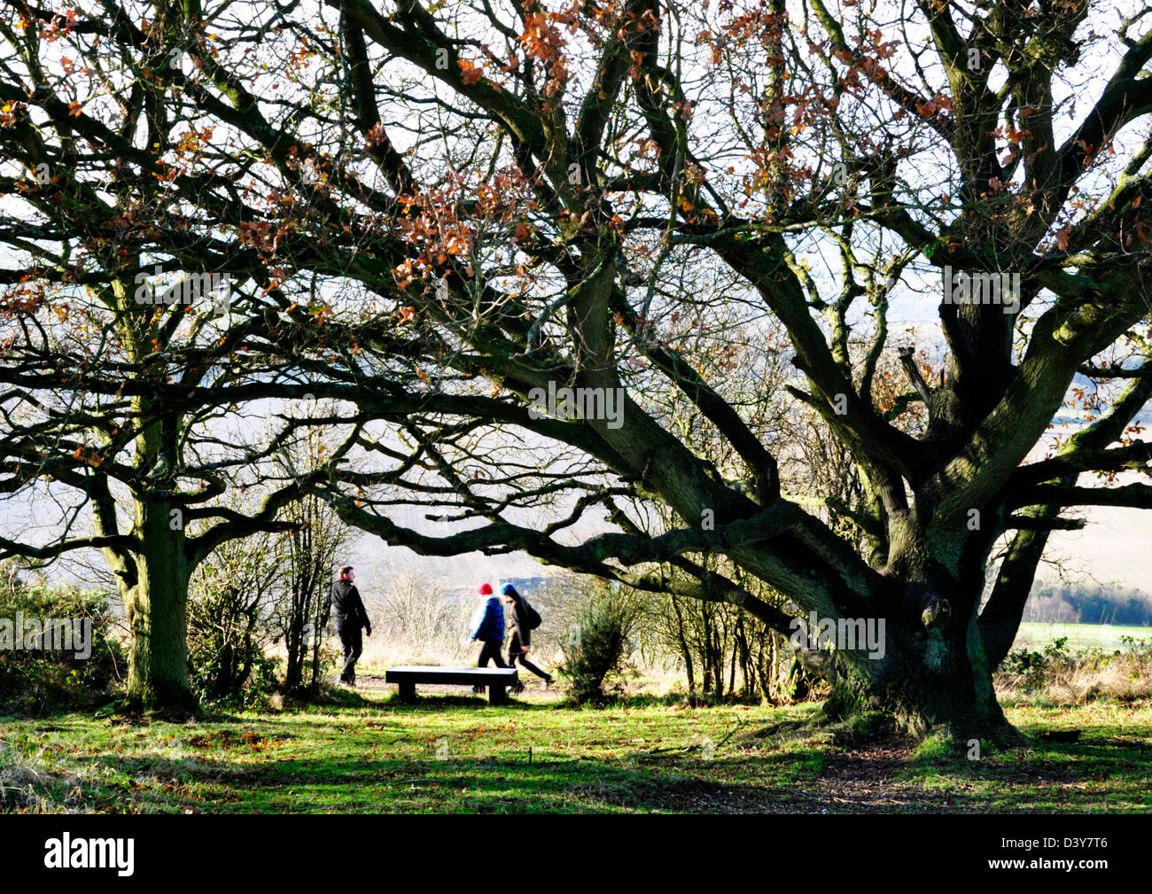 Bucks Chiltern Hills - walkers on Coombe Hil - glimpsed beneath stark ...