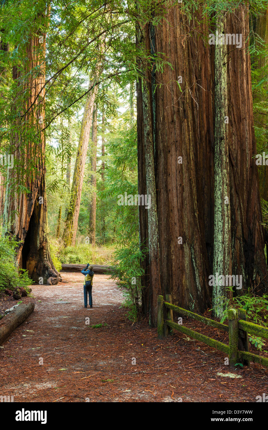 REDWOOD TREES IN BIG BASIN REDWOODS STATE PARK Stock Photo - Alamy