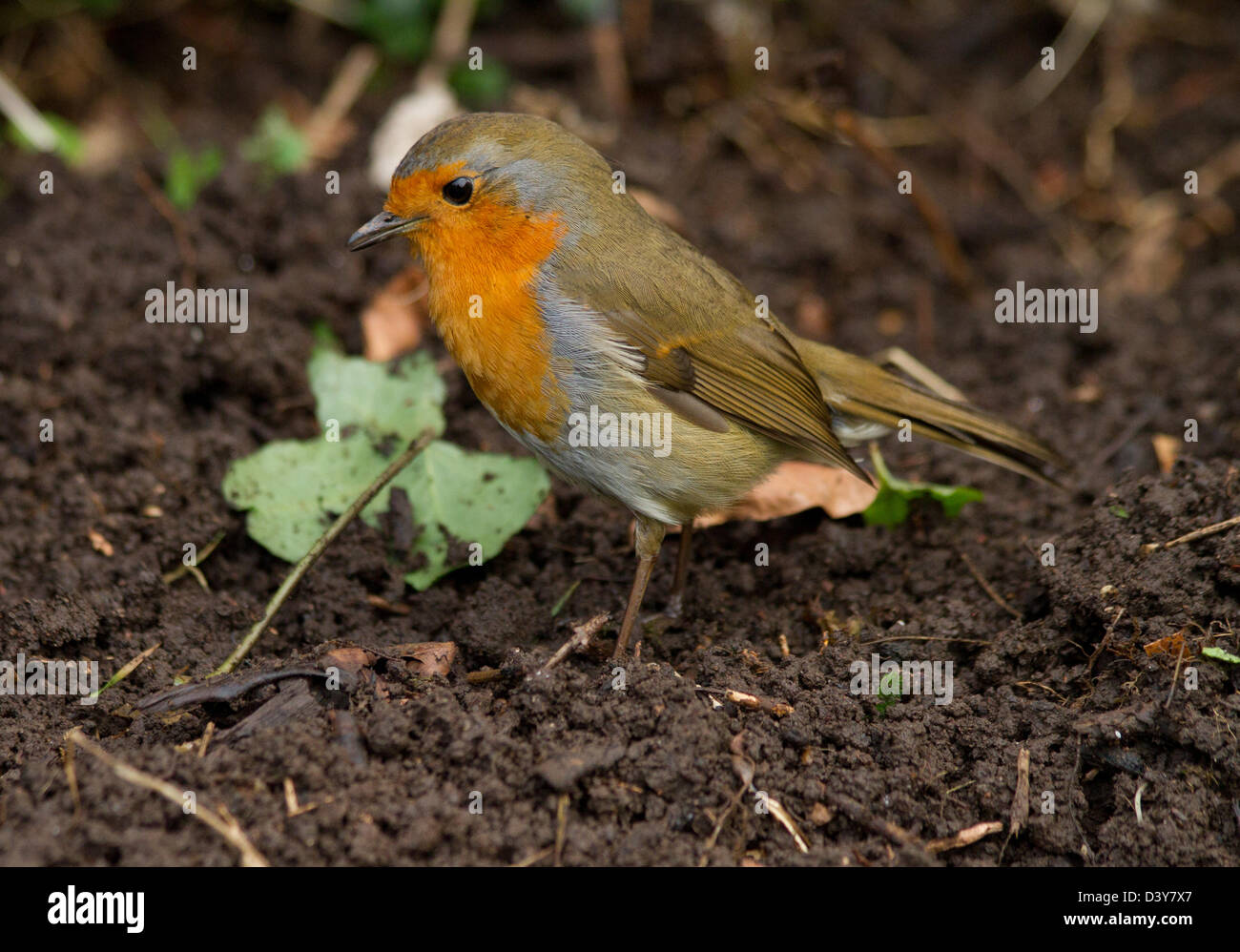 Hunt for worms hi-res stock photography and images - Alamy