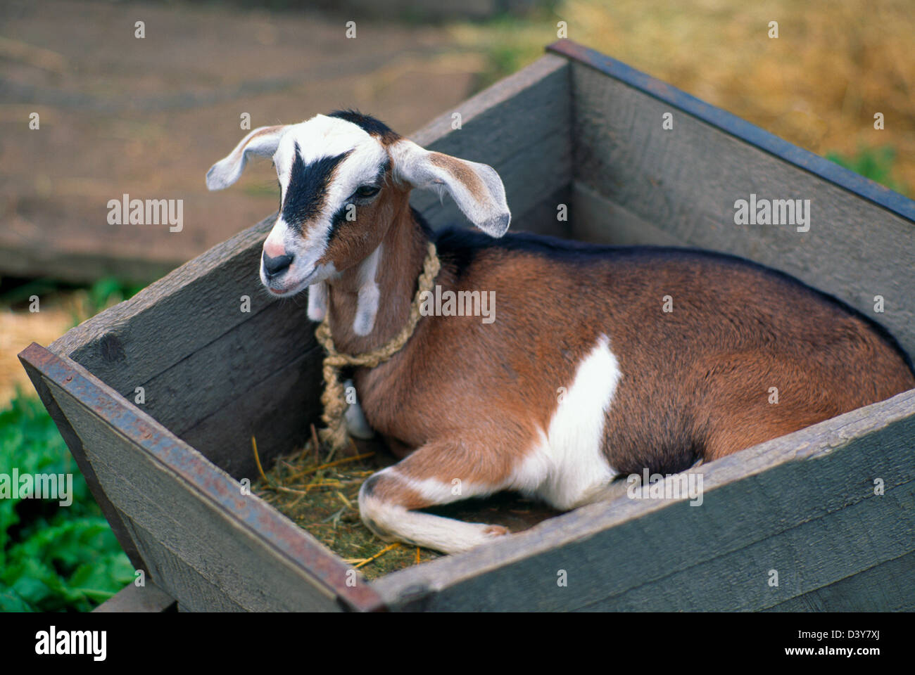 A Young Domestic Goat lying in a Wooden Crate Stock Photo - Alamy