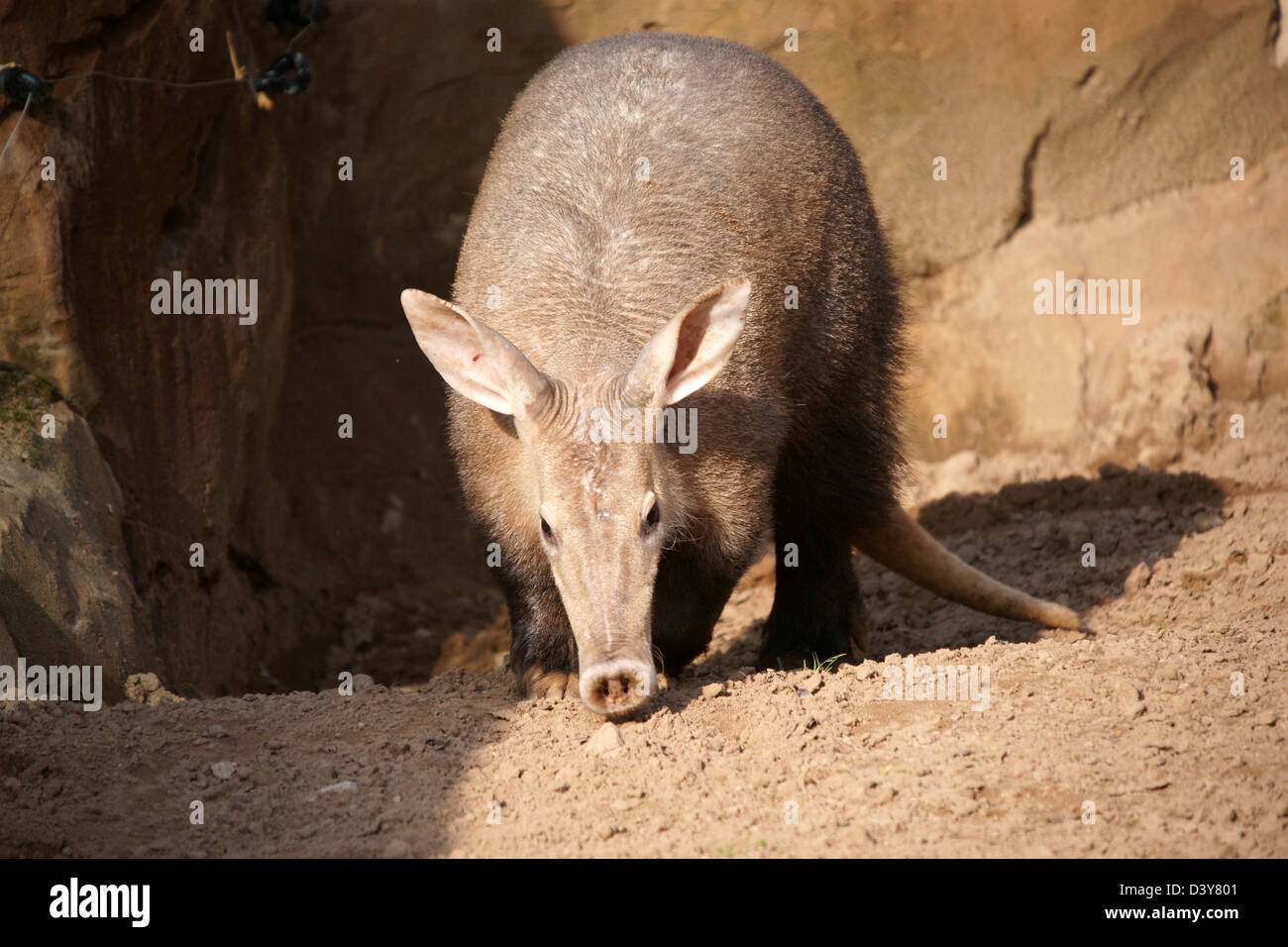 Aardvark hi-res stock photography and images - Alamy
