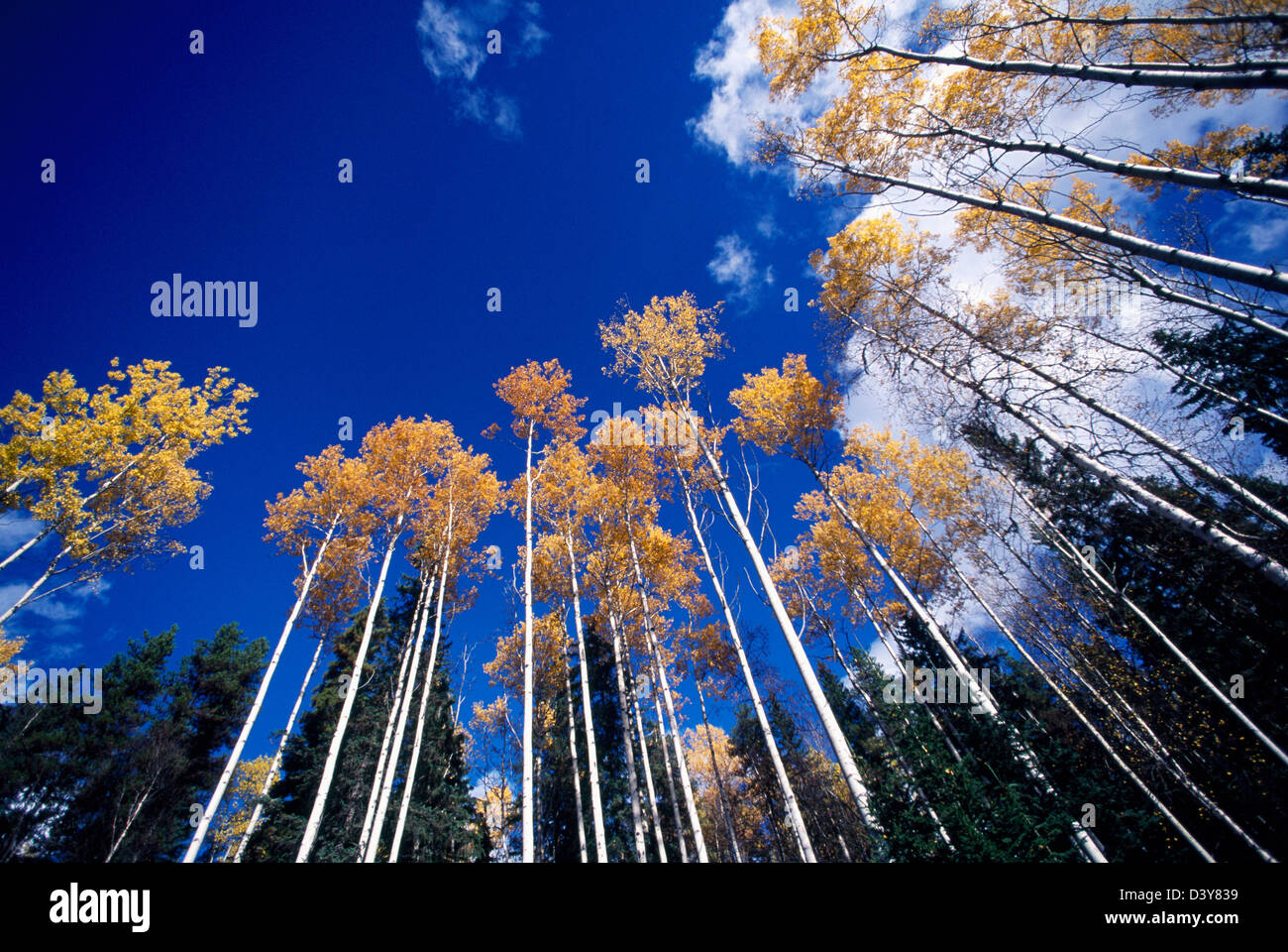 Trembling Aspen Trees / Aspens (Populus tremuloides) in Autumn Colours ...
