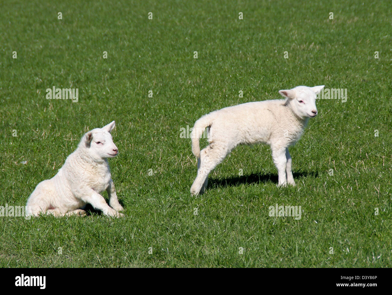 spring lambs Welshpool Powys Wales UK Stock Photo - Alamy
