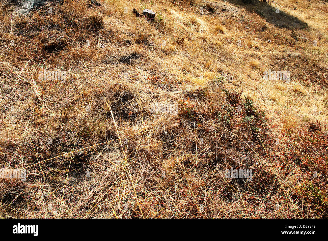 A dry meadow with dead plants Stock Photo - Alamy
