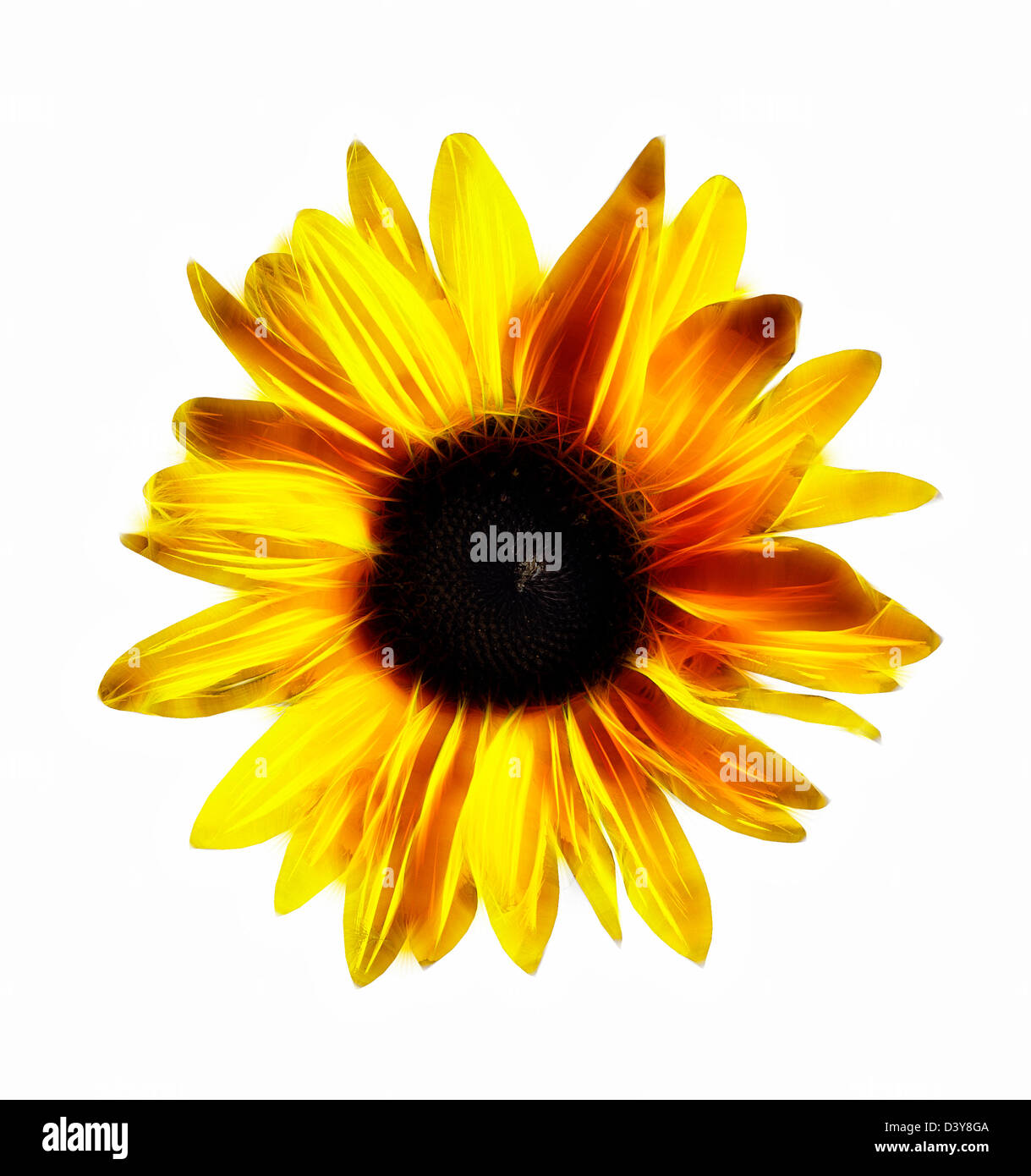 Color bloom Cut Out Stock Images & Pictures - Alamy