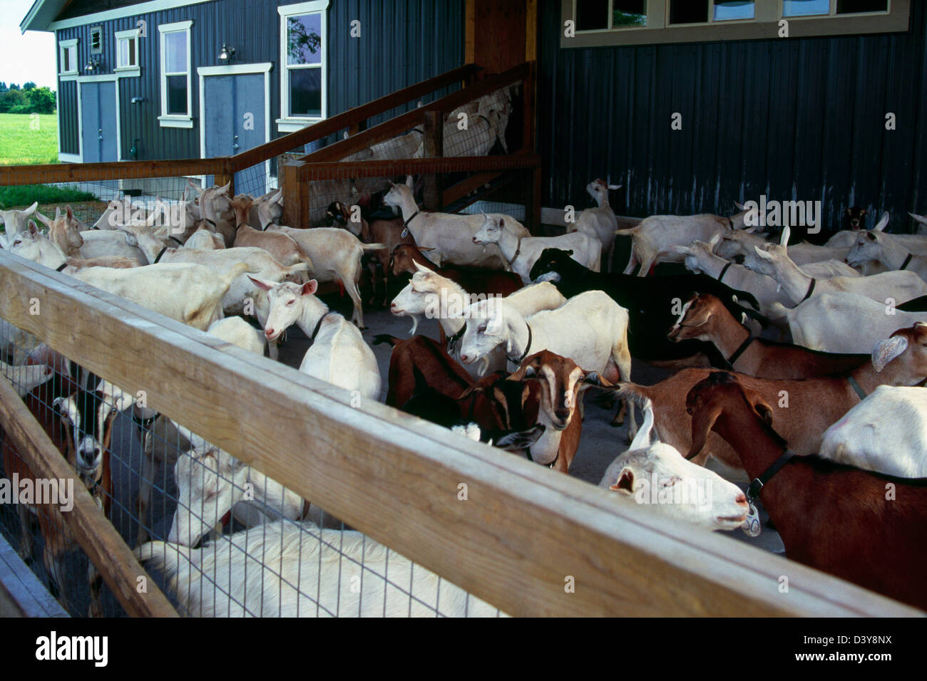 Goat Farm - Saanen and Nubian Goats await milking for Milk and Cheese ...