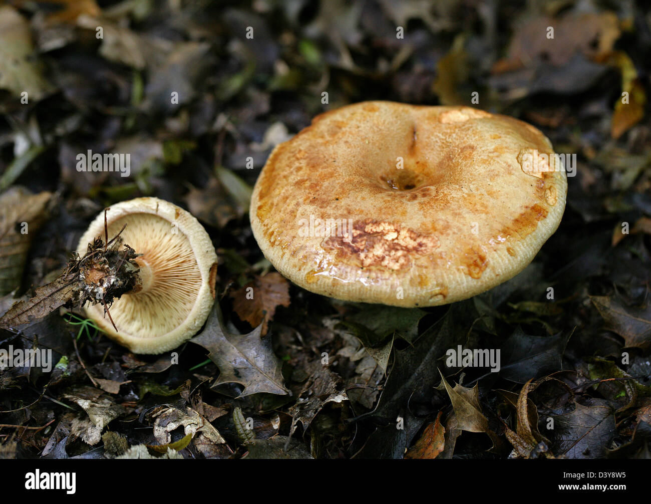 Brown Roll-rim Fungus, Paxillus involutus, Paxillaceae, Boletales ...