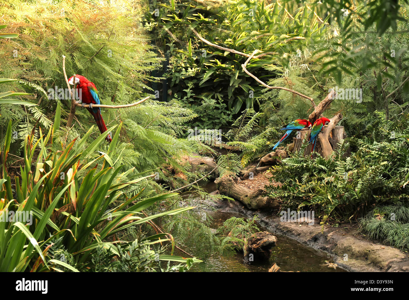 A Parrot in the tropical Forest Stock Photo - Alamy