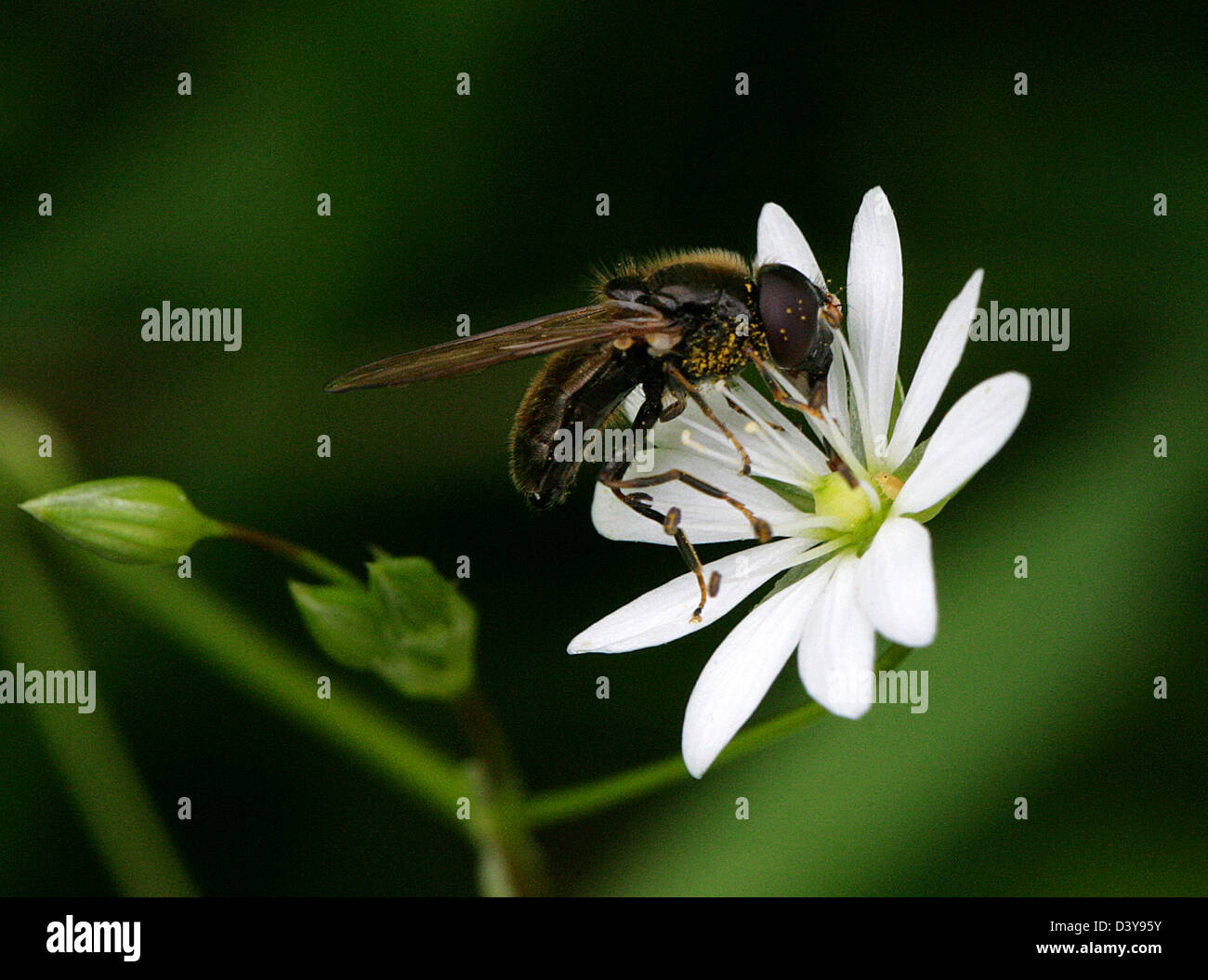 Hoverfly, Cheilosia variabilis, Syrphidae, Diptera. Male Stock Photo ...