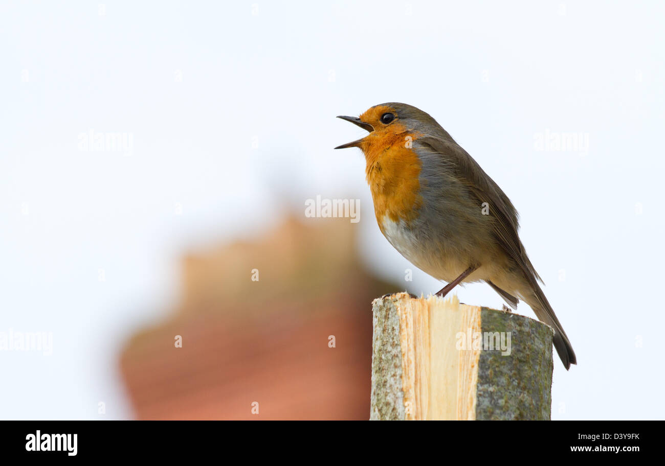 Robin Redbreast singing Stock Photo - Alamy
