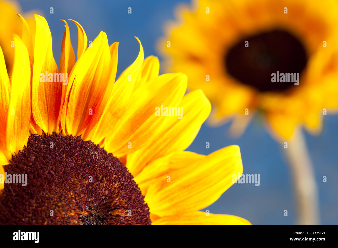 Sunflowers shot in studio with various backgrounds, close focus on ...