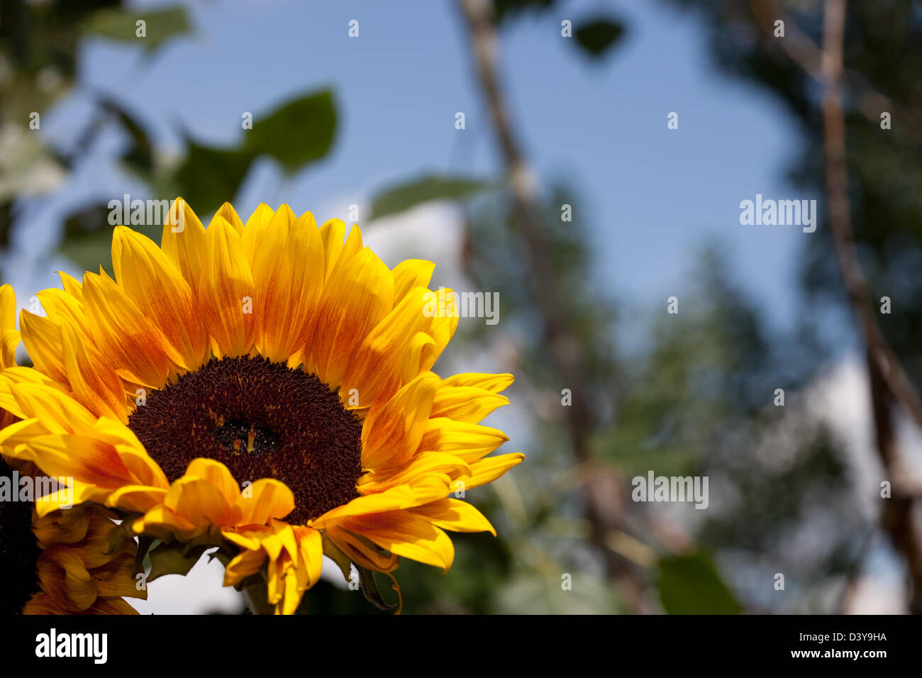 Uncut sunflowers shot growing wild in field Stock Photo - Alamy