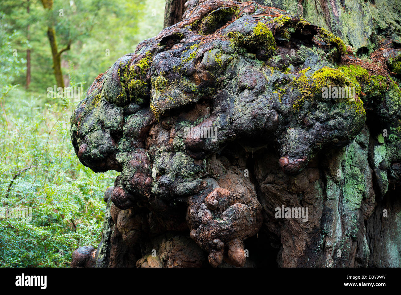 Redwoods california tourism travel west coast hi-res stock photography ...