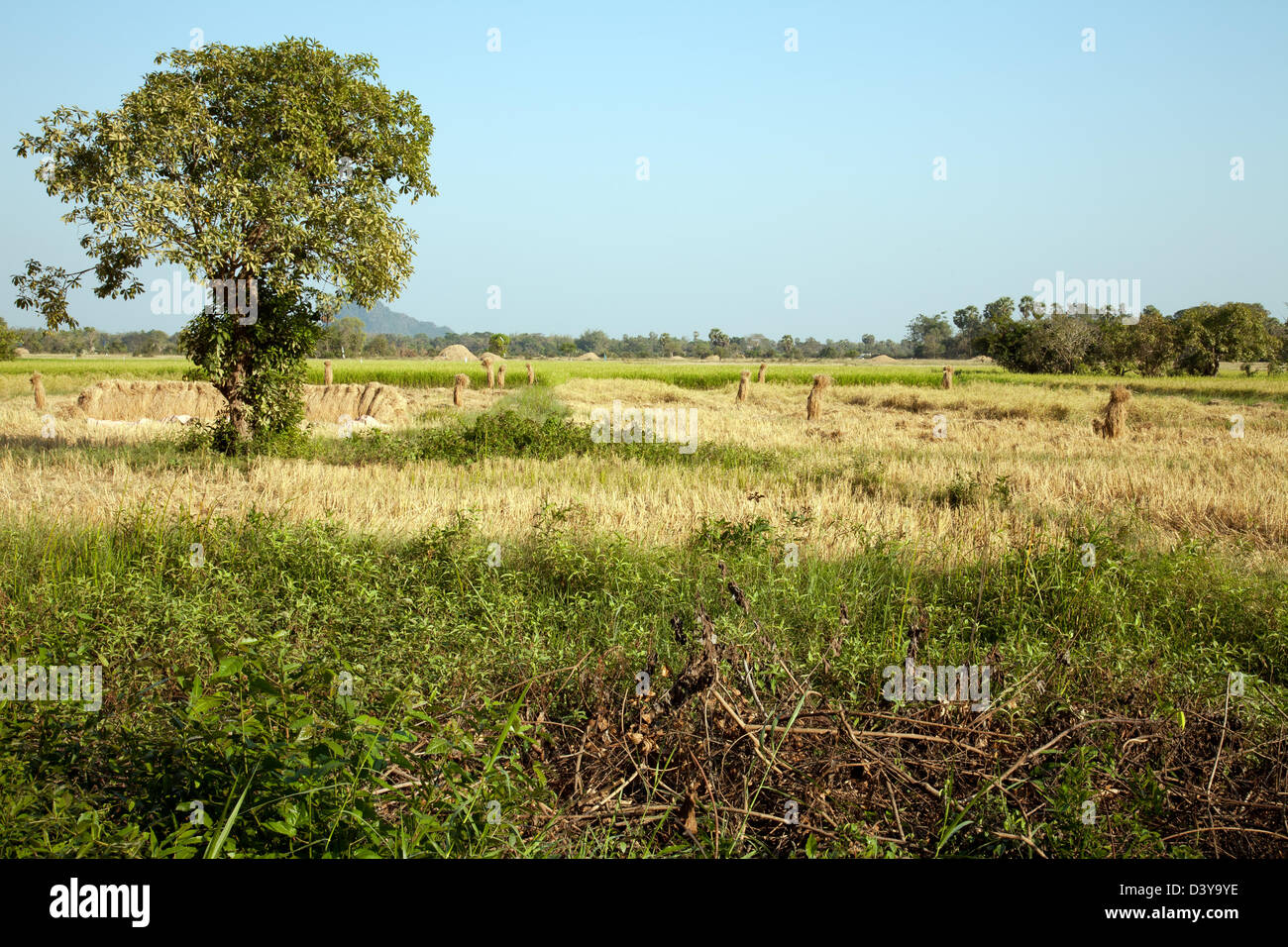 Countryside, fields in Burma (Myanmar Stock Photo - Alamy