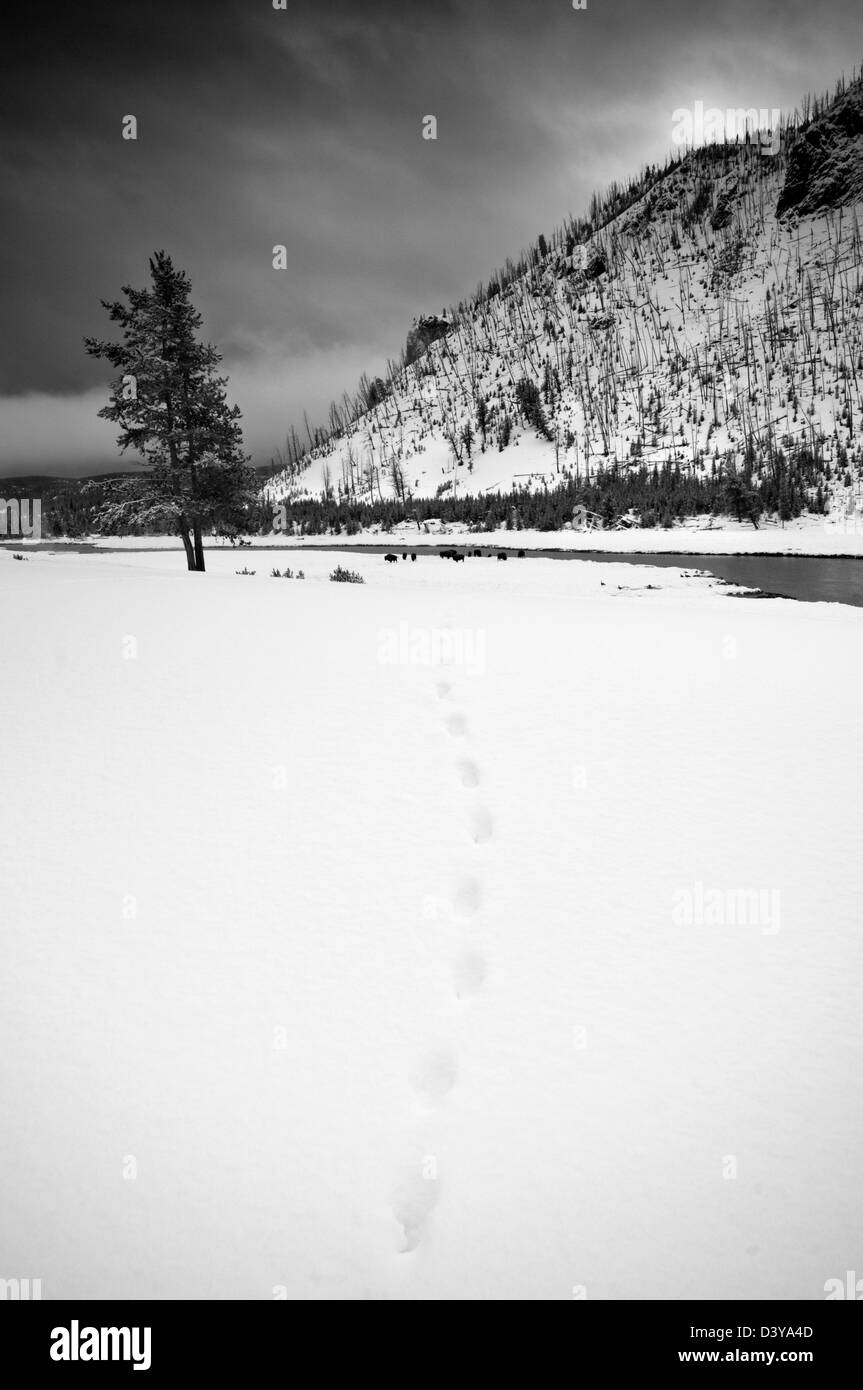 Beautiful scenery in yellowstone Black and White Stock Photos & Images ...