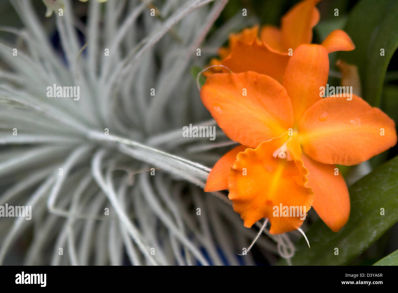 Spring folliage hi-res stock photography and images - Alamy