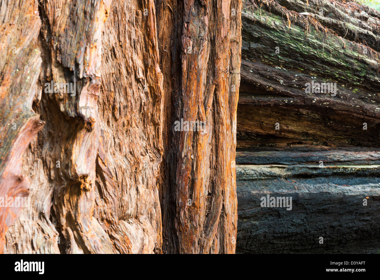 REDWOOD TREES IN BIG BASIN REDWOODS STATE PARK Stock Photo - Alamy