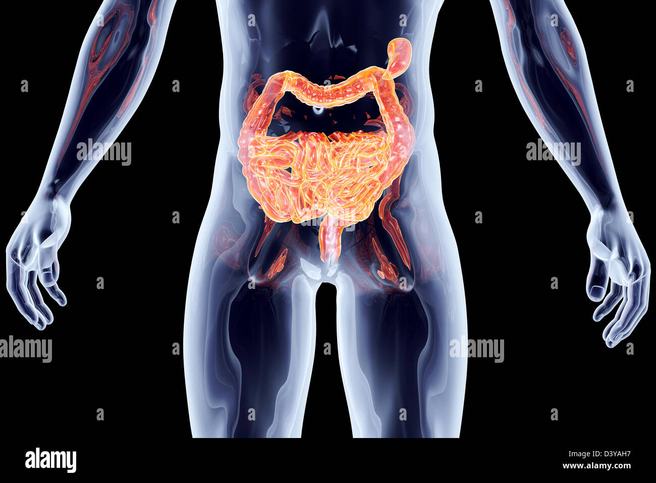 The Intestines. 3D rendered anatomical illustration Stock Photo - Alamy