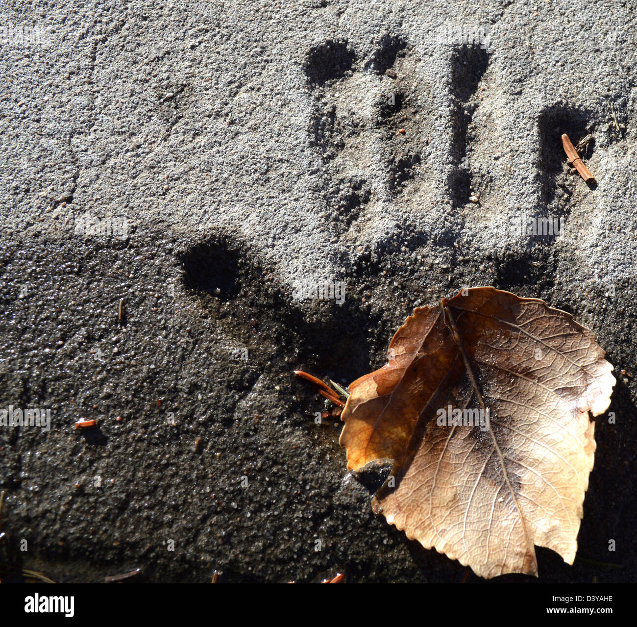 Leaf for memory hi-res stock photography and images - Alamy