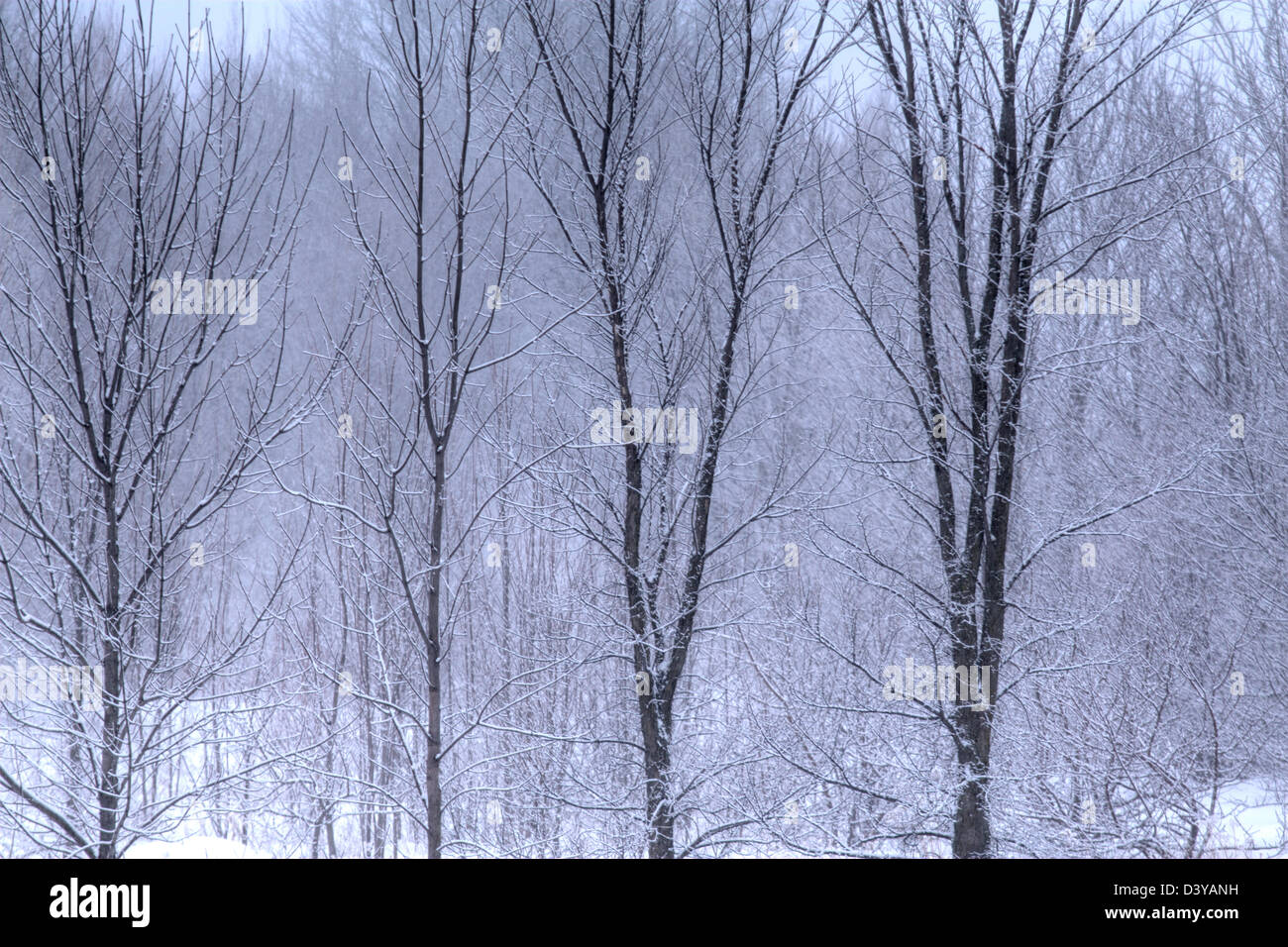 Late afternoon forest with snow Stock Photo - Alamy