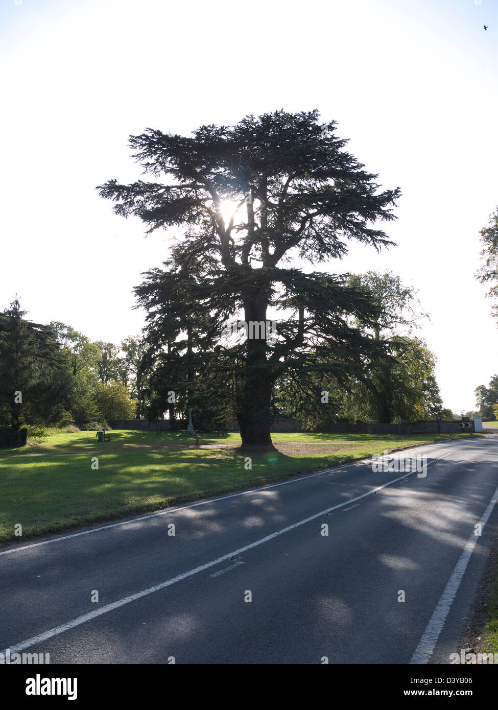Roadside tree, Suffolk Stock Photo - Alamy
