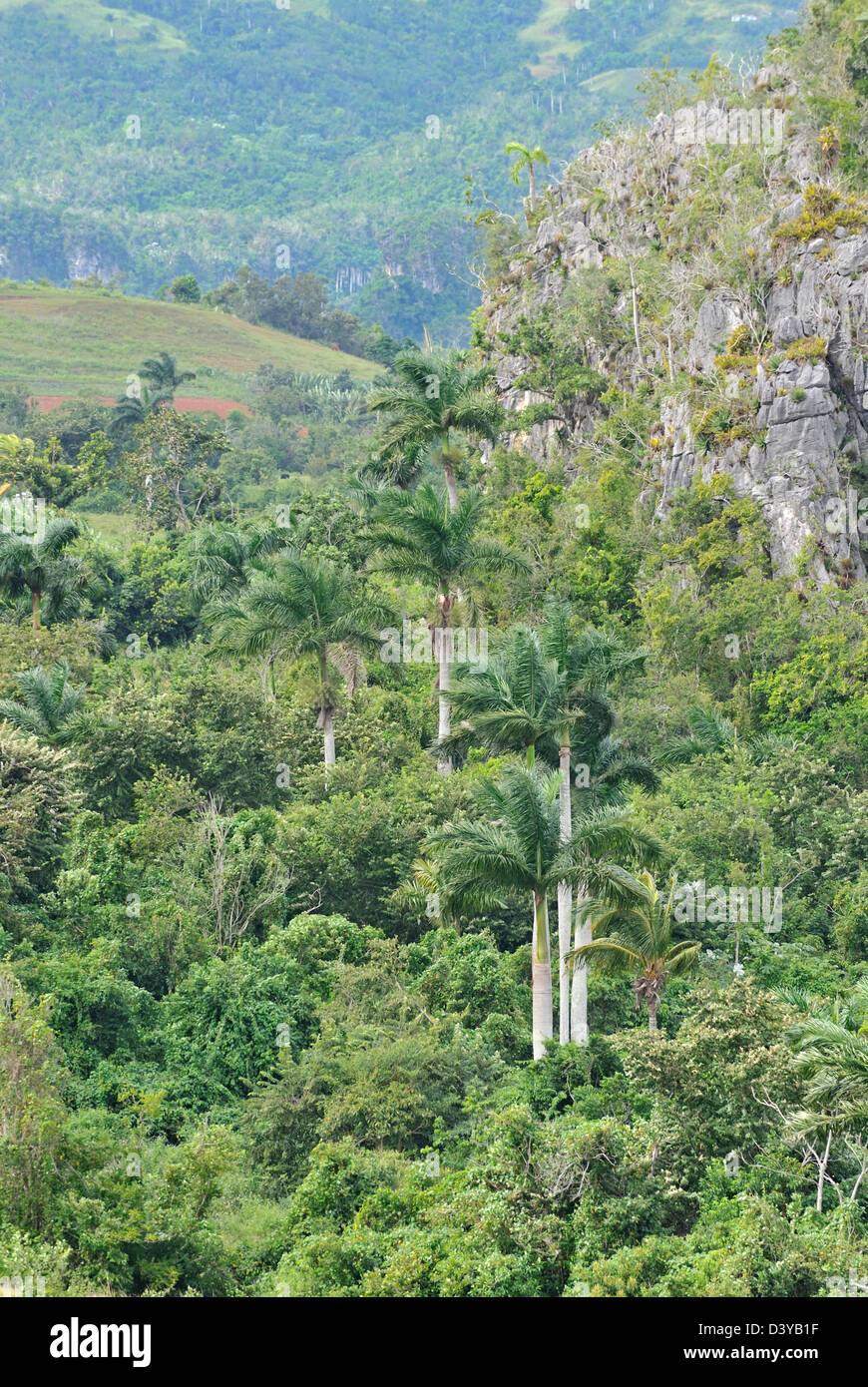 Landscape near Vinales, Pinar del Rio Province, Cuba Stock Photo - Alamy