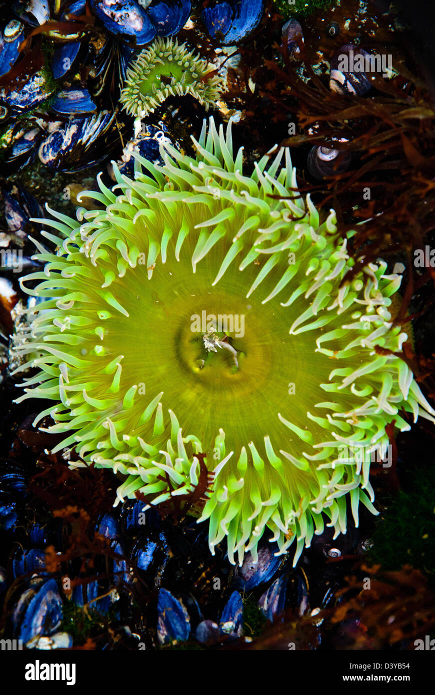 Sea star anemones hi-res stock photography and images - Alamy
