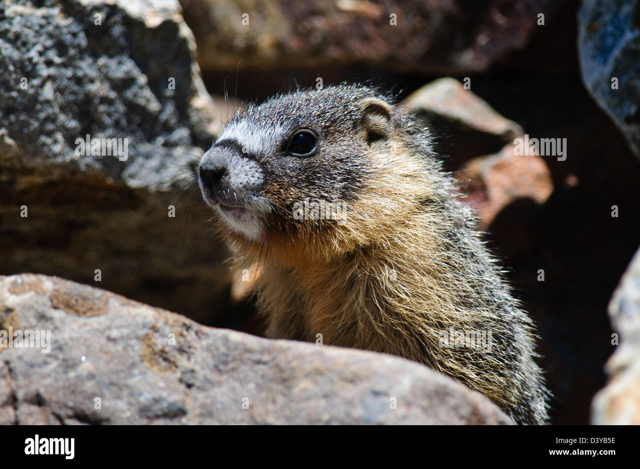 Baby marmot hi-res stock photography and images - Alamy