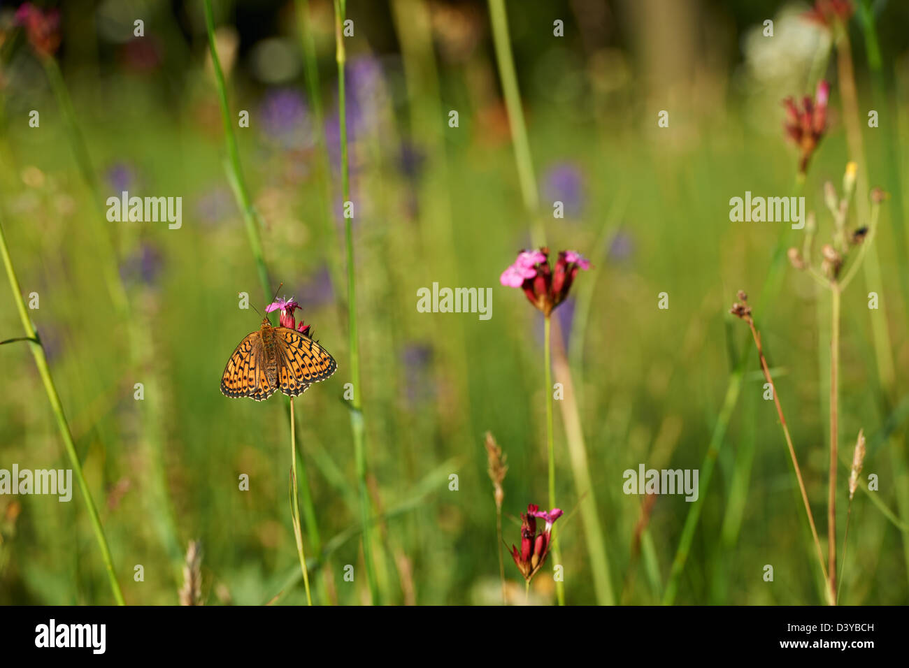 Green spring field with flowers and butterfly Stock Photo - Alamy