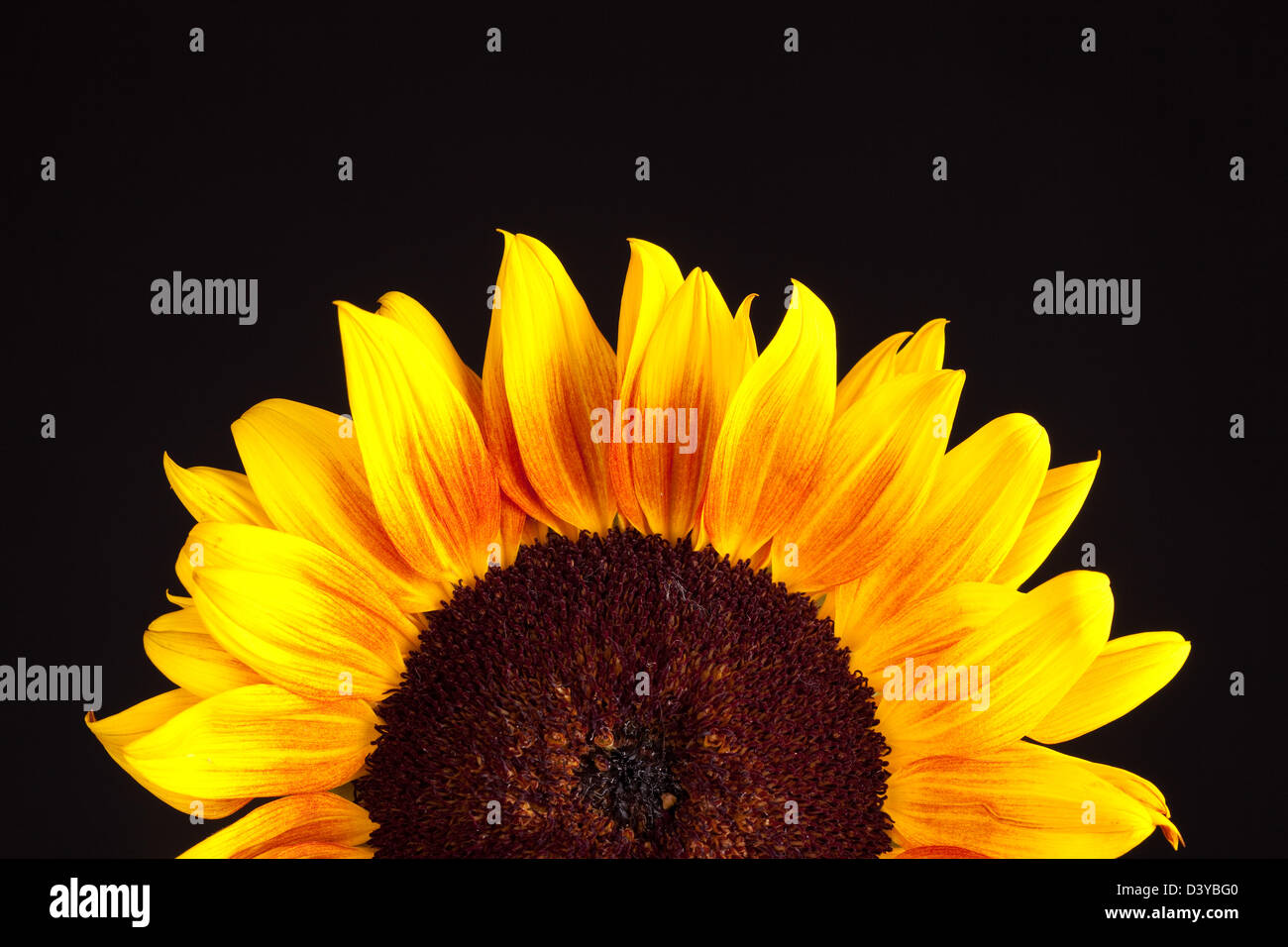 Sunflowers shot in studio with various backgrounds, close focus on ...
