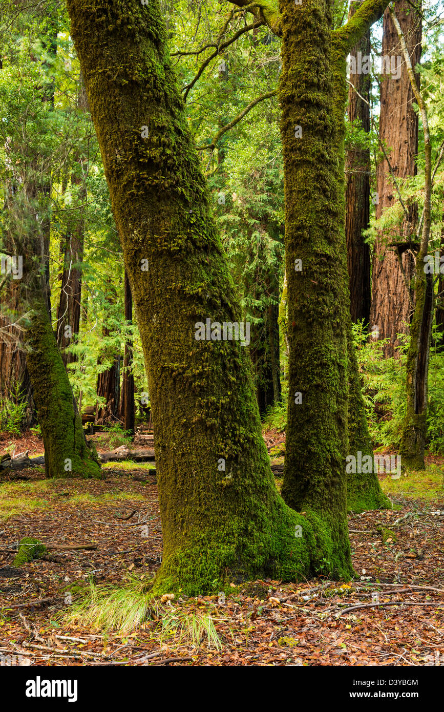 Big basin redwoods state park hi-res stock photography and images - Alamy