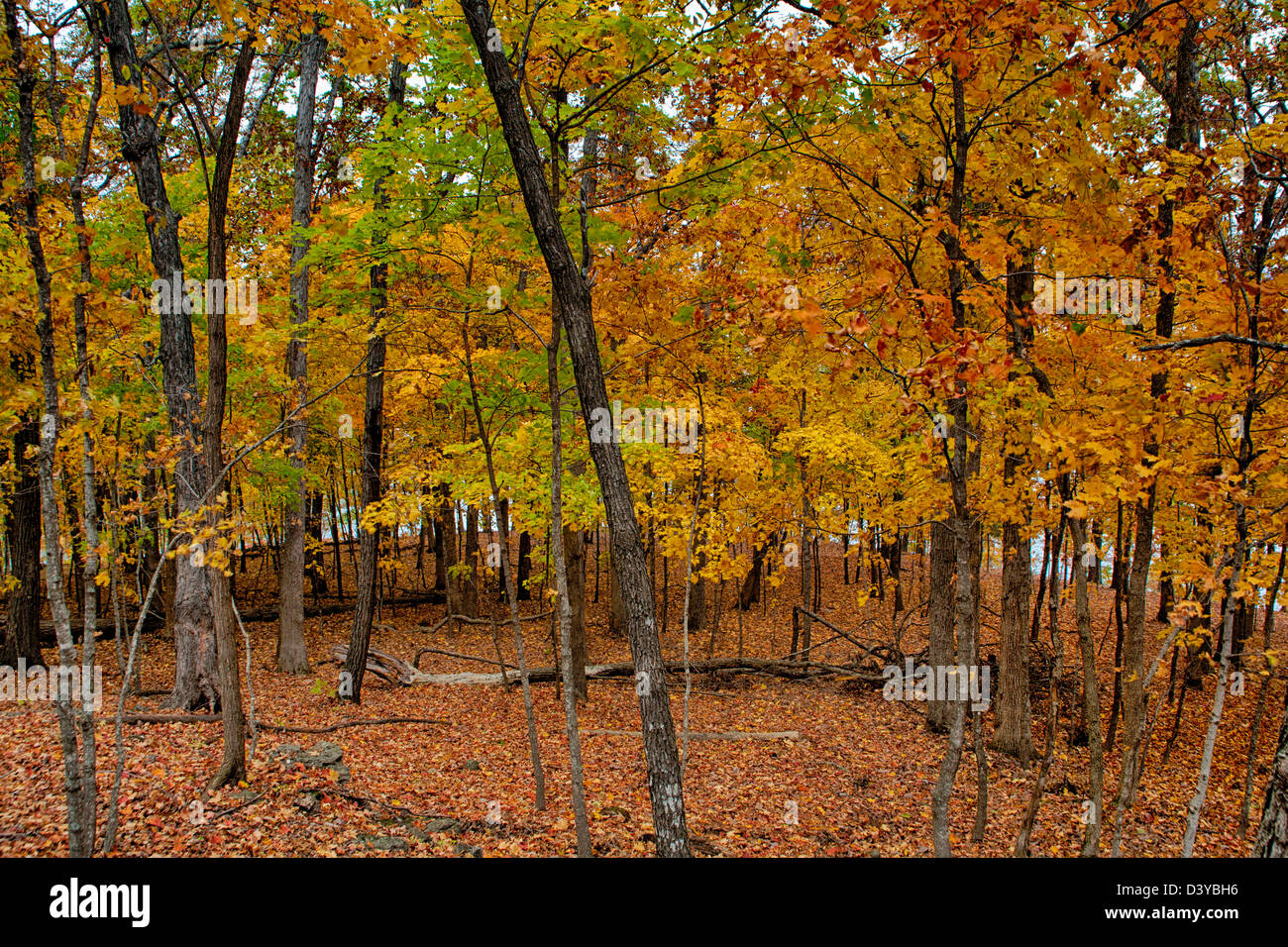 Rocky Top Trail - Lake of the Ozarks State Park Stock Photo - Alamy