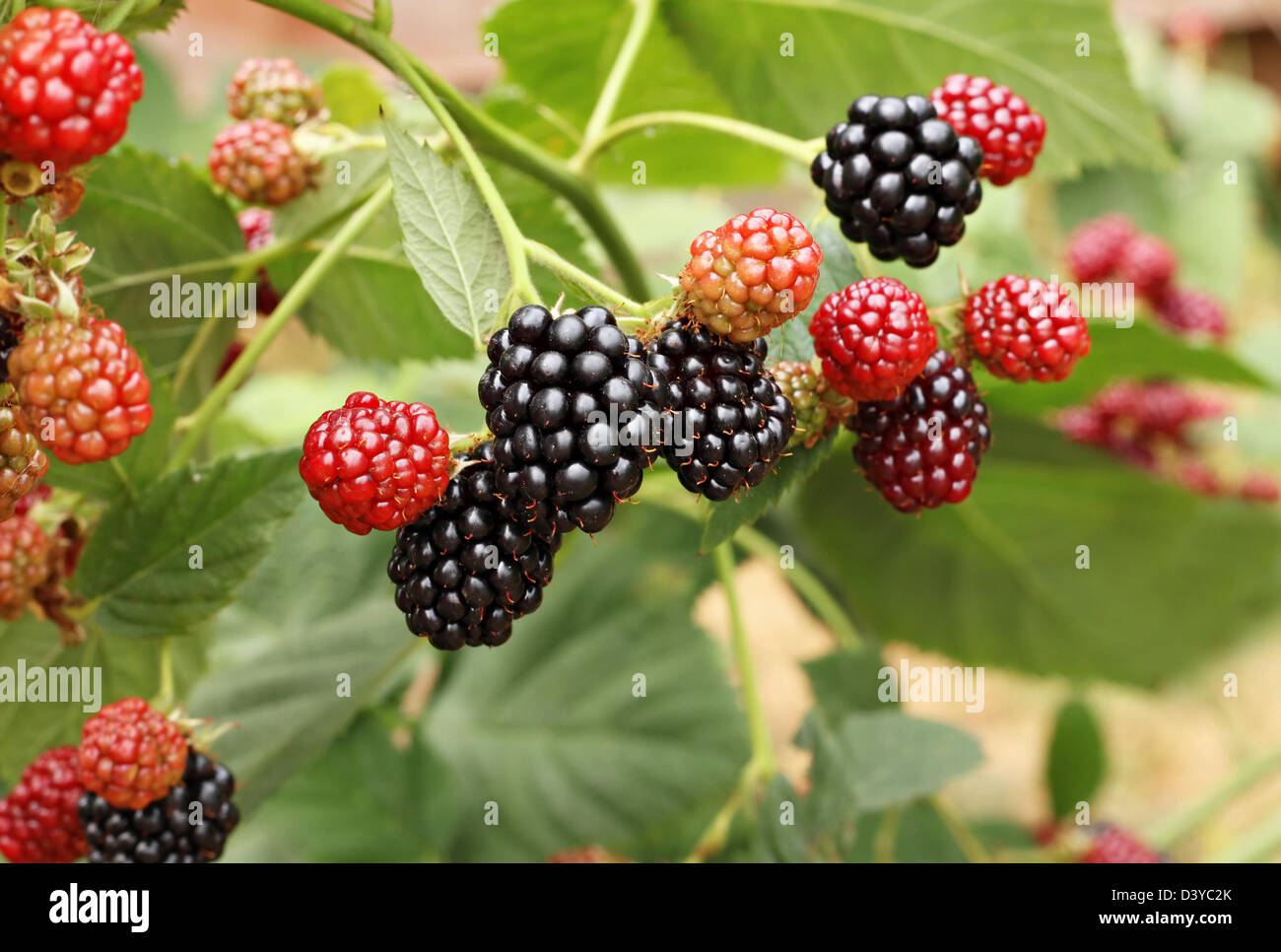 Blackberry bush in the garden Stock Photo - Alamy