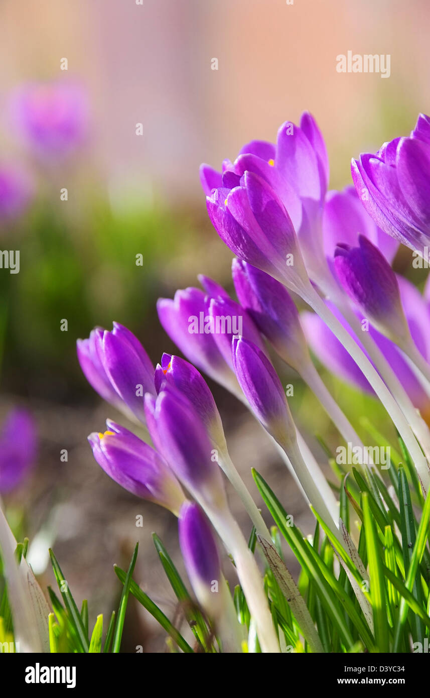 Lila krokus hi-res stock photography and images - Alamy