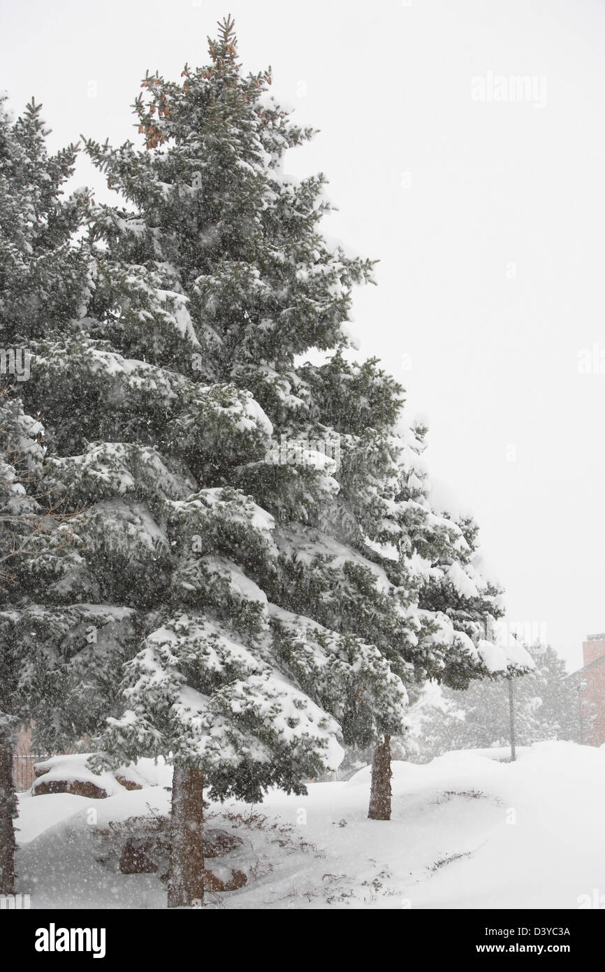 Shots from Colorado blizzard - snow covers all identifying marks on ...