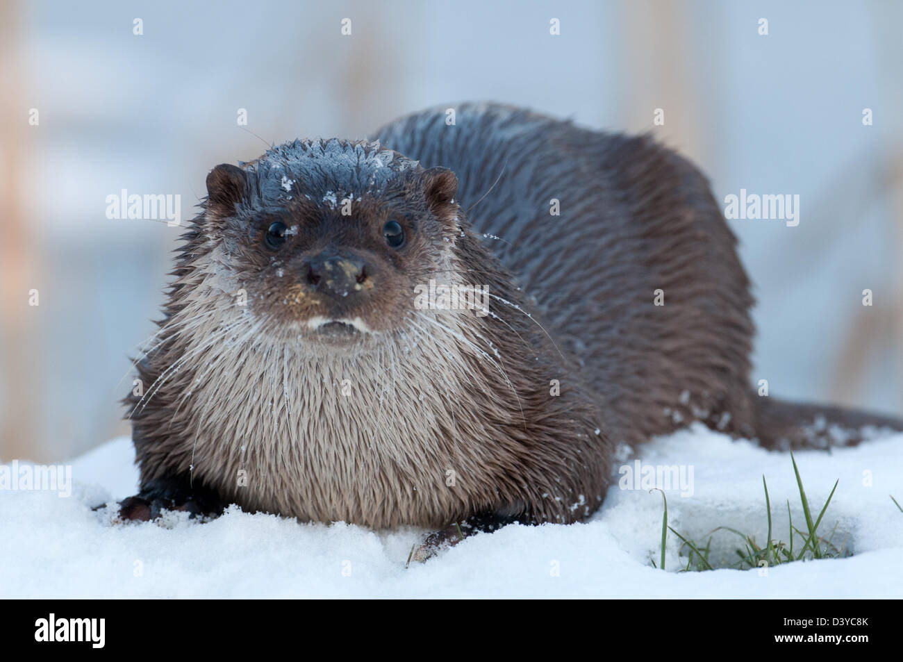 Otter uk hi-res stock photography and images - Alamy