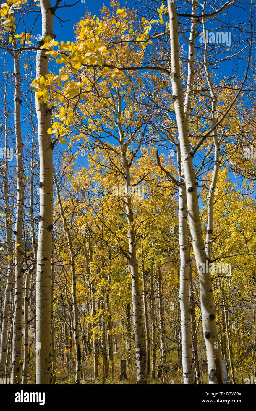 Fall leaves on aspen trees Stock Photo - Alamy