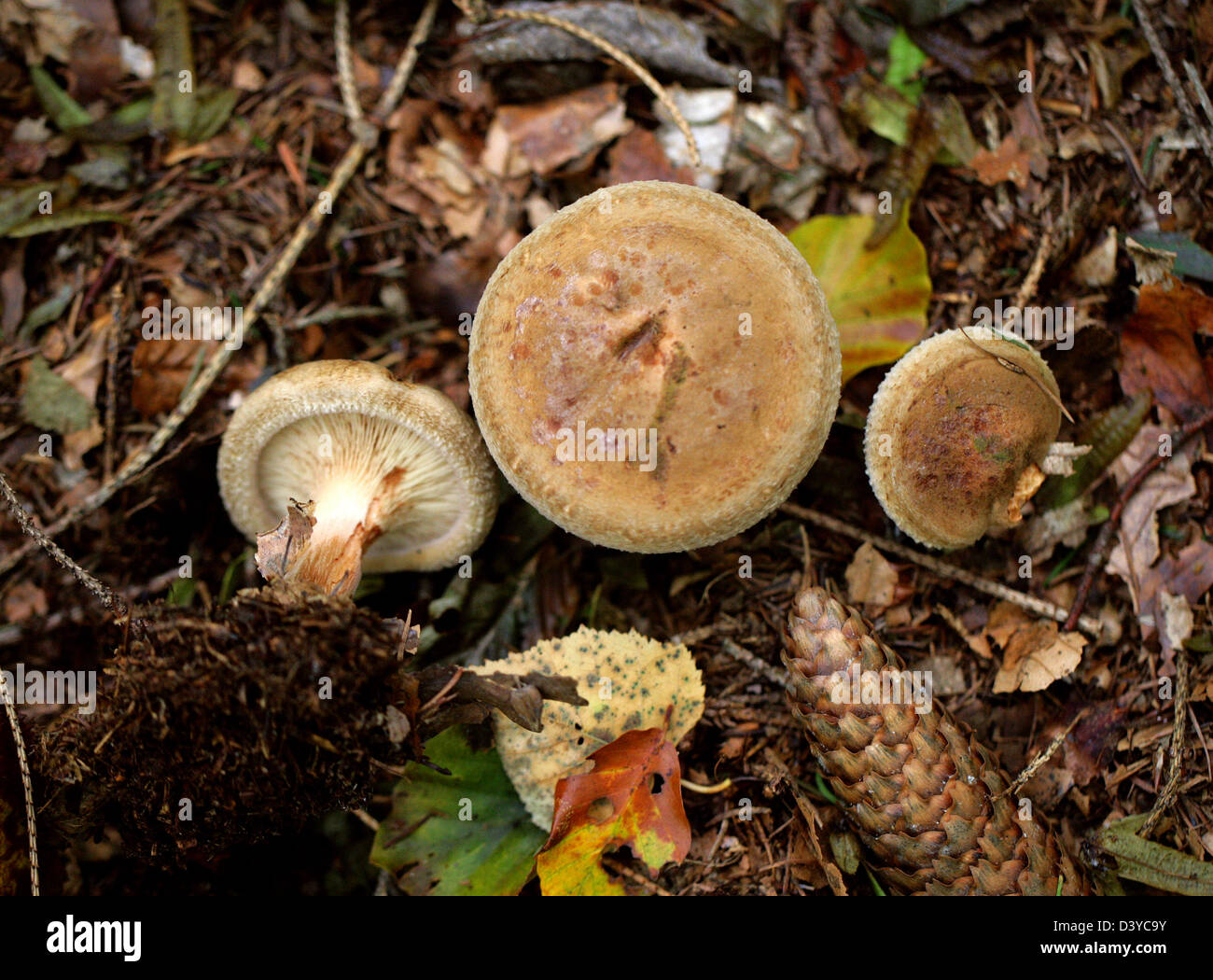 Brown Roll-rim Fungus, Paxillus involutus, Paxillaceae, Boletales ...
