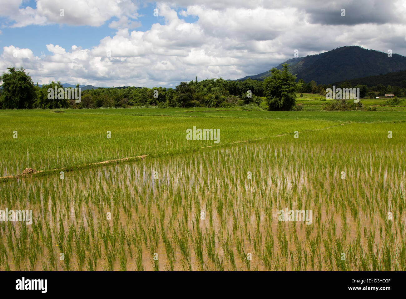 Paddy paddies hi-res stock photography and images - Alamy