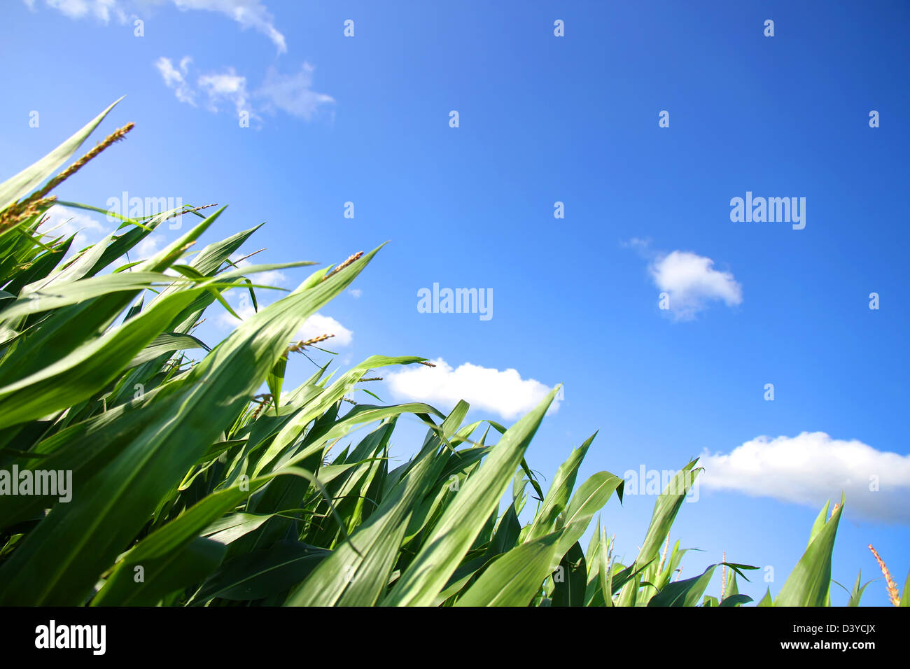 A Corn field under a blue sky Stock Photo - Alamy