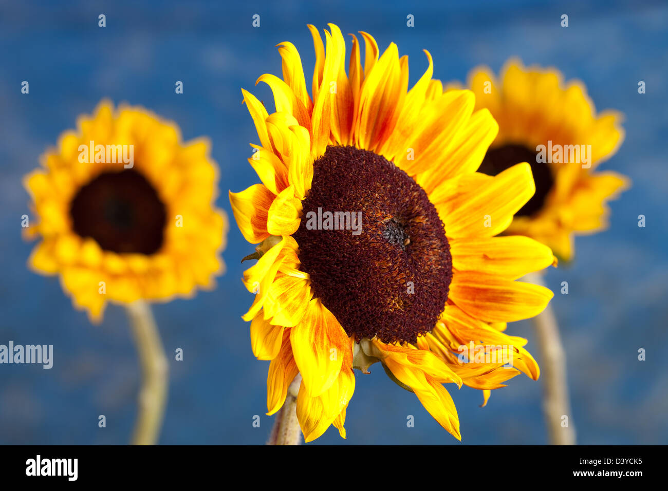 Sunflowers shot in studio with various backgrounds, close focus on ...