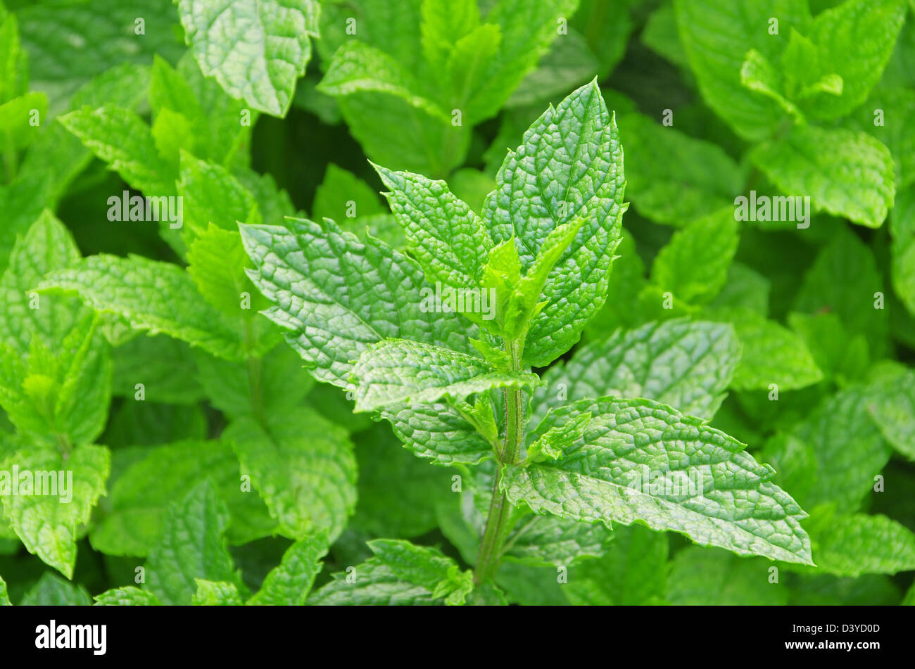 Minze hi-res stock photography and images - Alamy