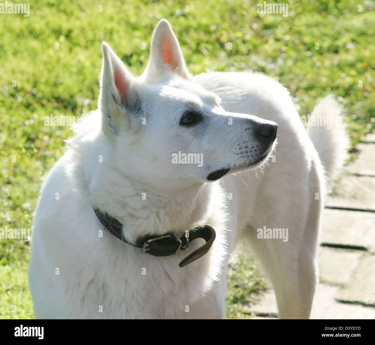 White dog looking for something Stock Photo - Alamy